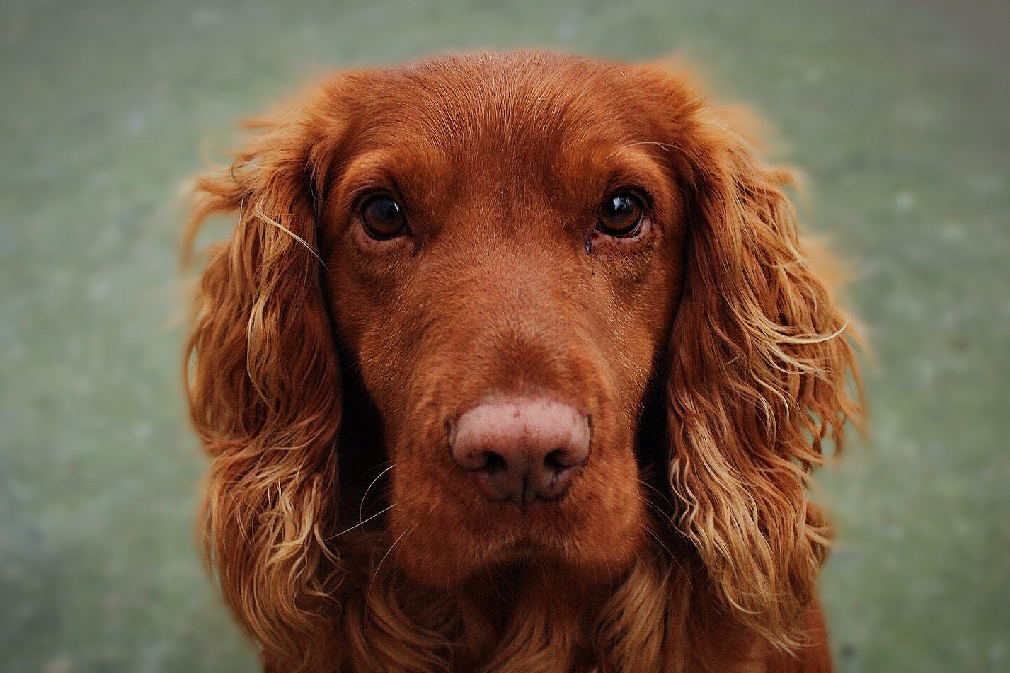 Munch | Polvo nutricional para mascotas – Munch Dog